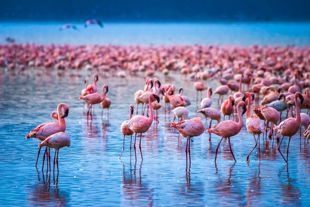 Reasons as to Why is Lake Nakuru National Park Famous? Reasons as to Why is Lake Nakuru National Park Famous?