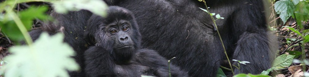 14 Day Uganda Safari – Explore the Pearl of Africa